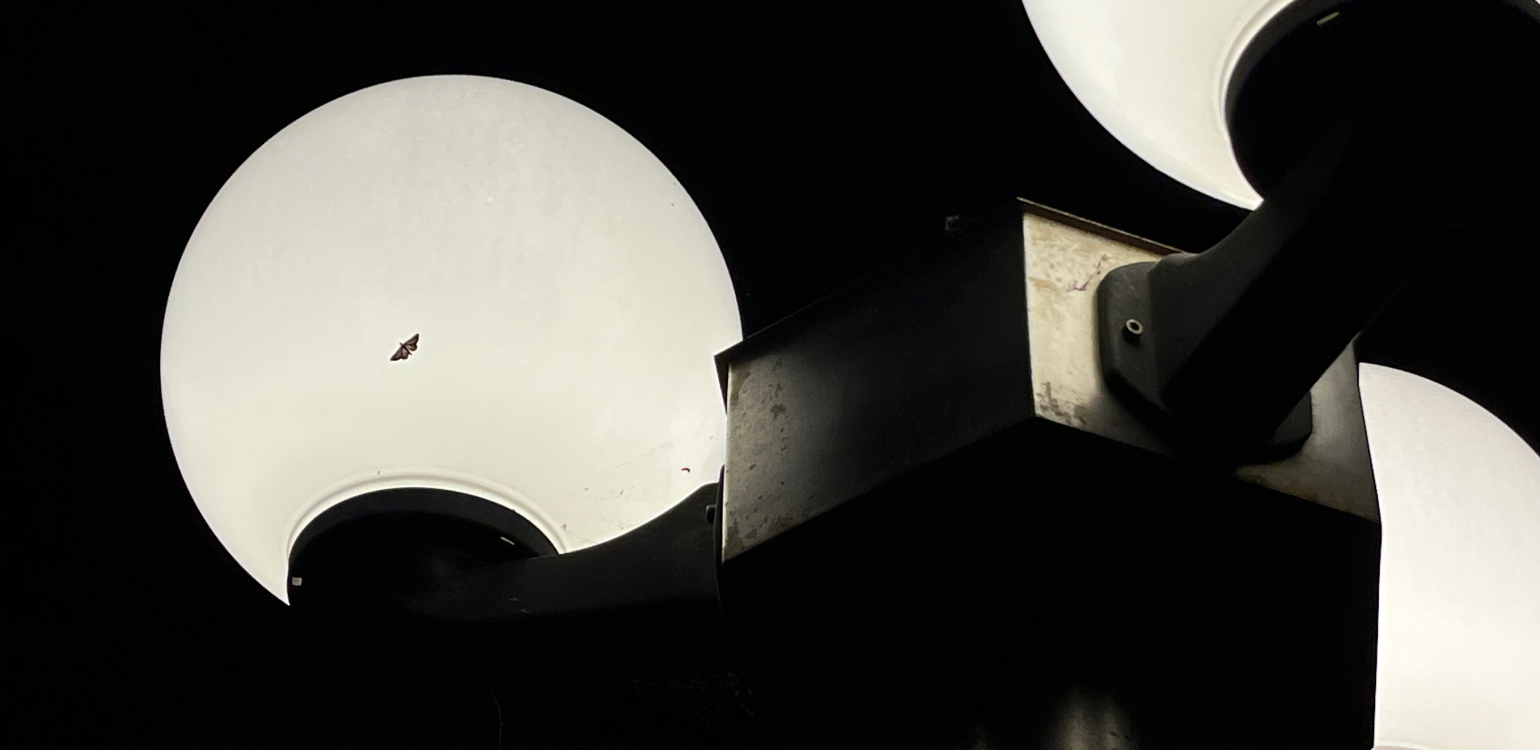 Effect of artificial lighting on moths and the balance of nocturnal ...